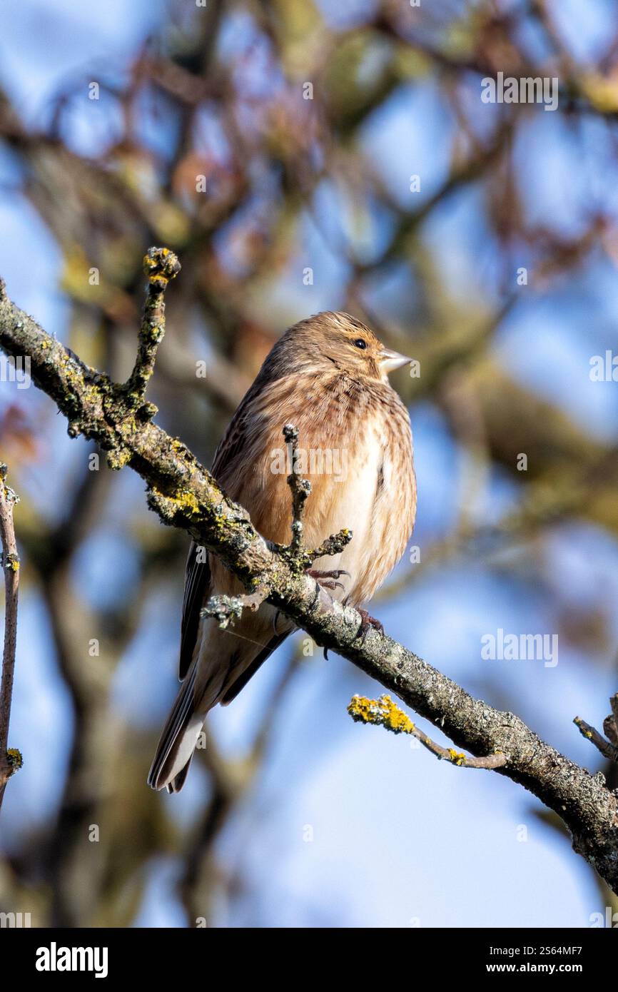 Female Common Linnet, a seed-eating passerine bird, photographed in the ...