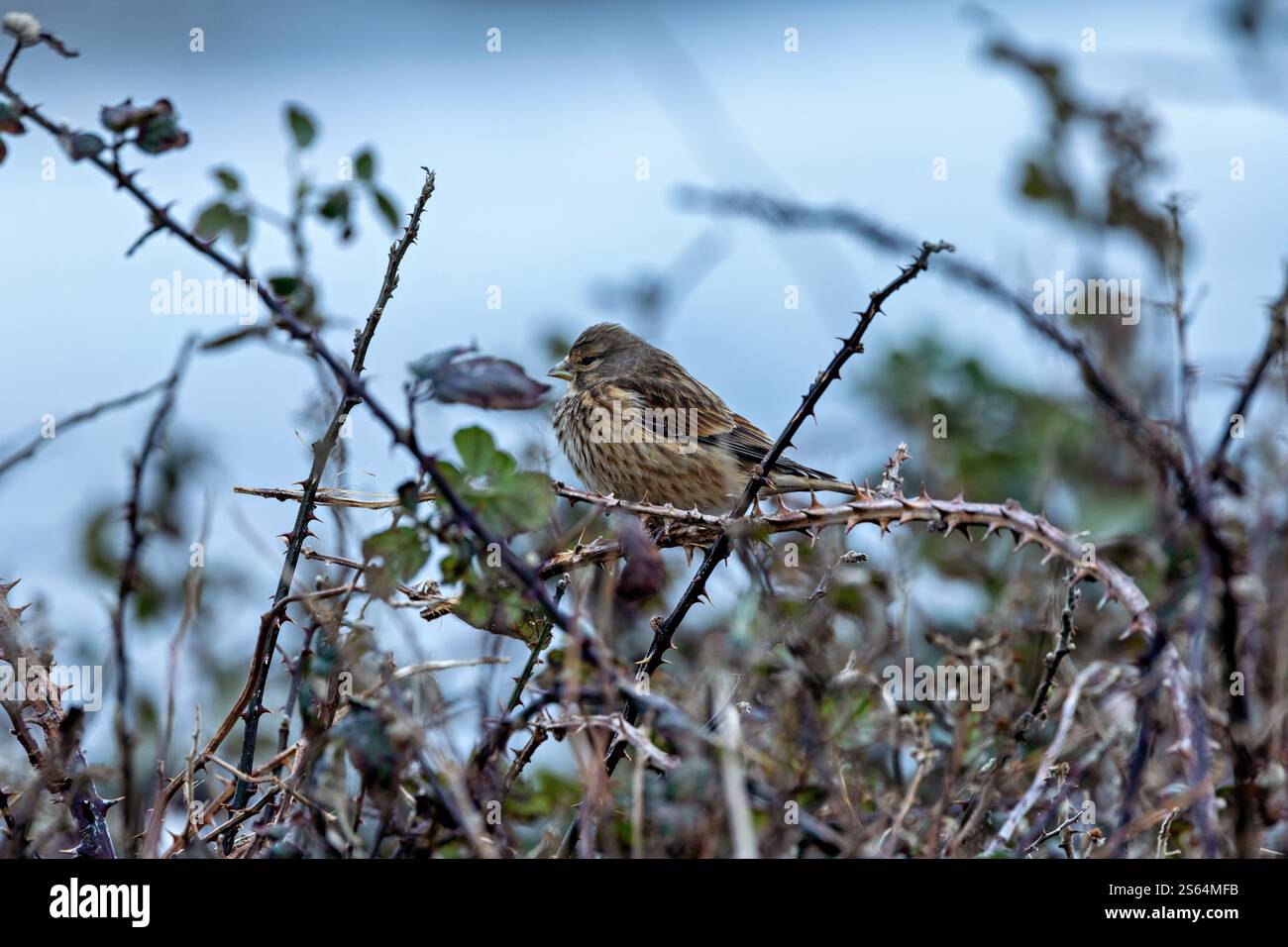 Female Common Linnet, a seed-eating passerine bird, photographed in the ...