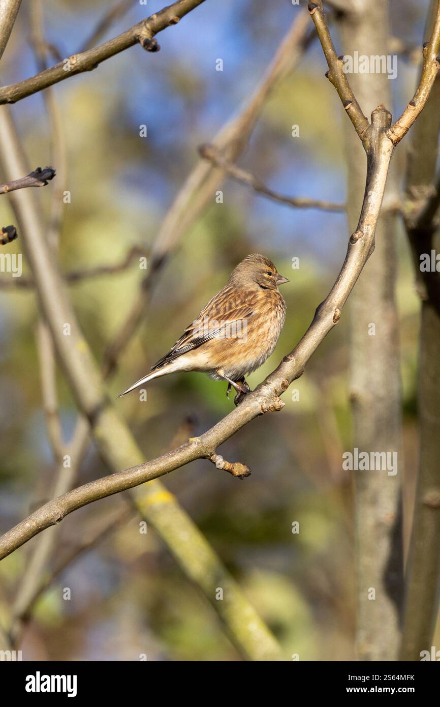 Female Common Linnet, a seed-eating passerine bird, photographed in the ...