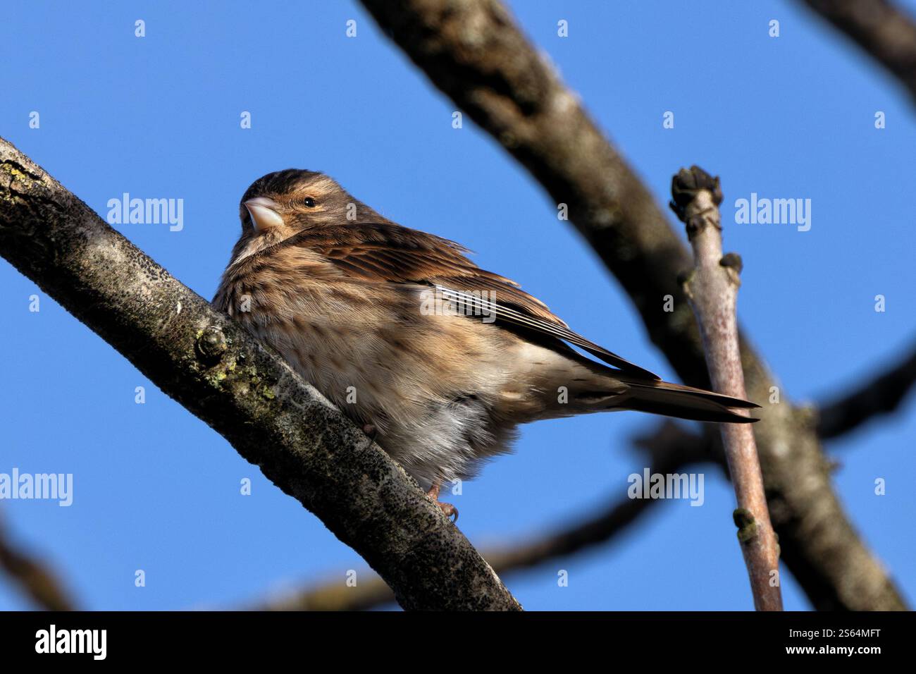 Female Common Linnet, a seed-eating passerine bird, photographed in the ...