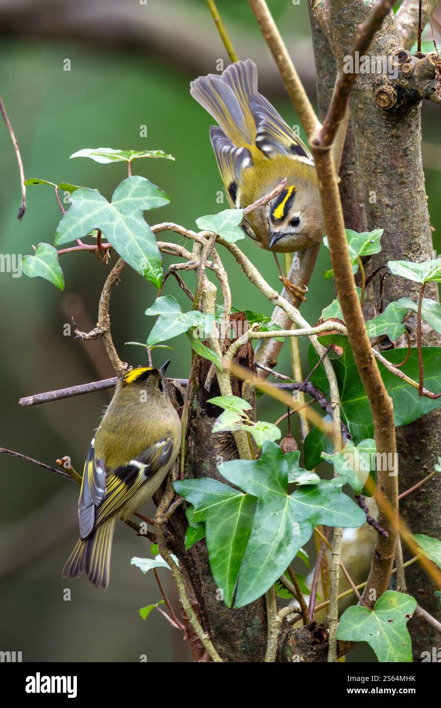 A Goldcrest, Regulus regulus, perched in Glen River Park, Cork. Feeds ...