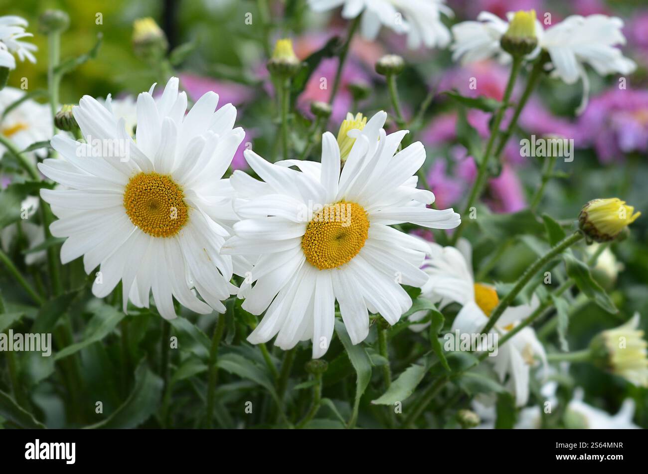 Ox-eye daisy, Leucanthemum × superbum 'Western Star Taurus' ('Leuz0003 ...