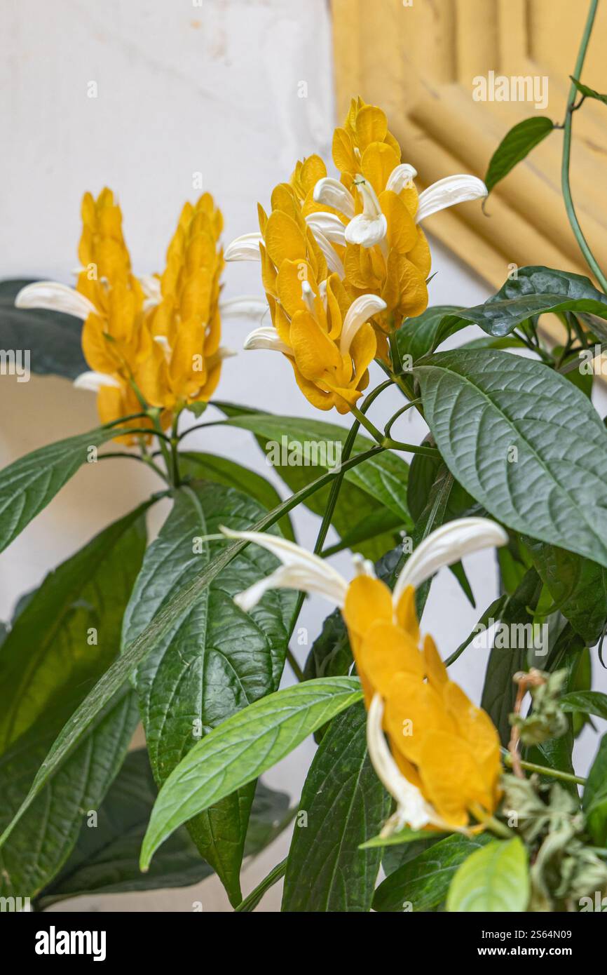 Antigua Guatemala, Sacatepequez, Guatemala. Flower of the Golden Shrimp ...