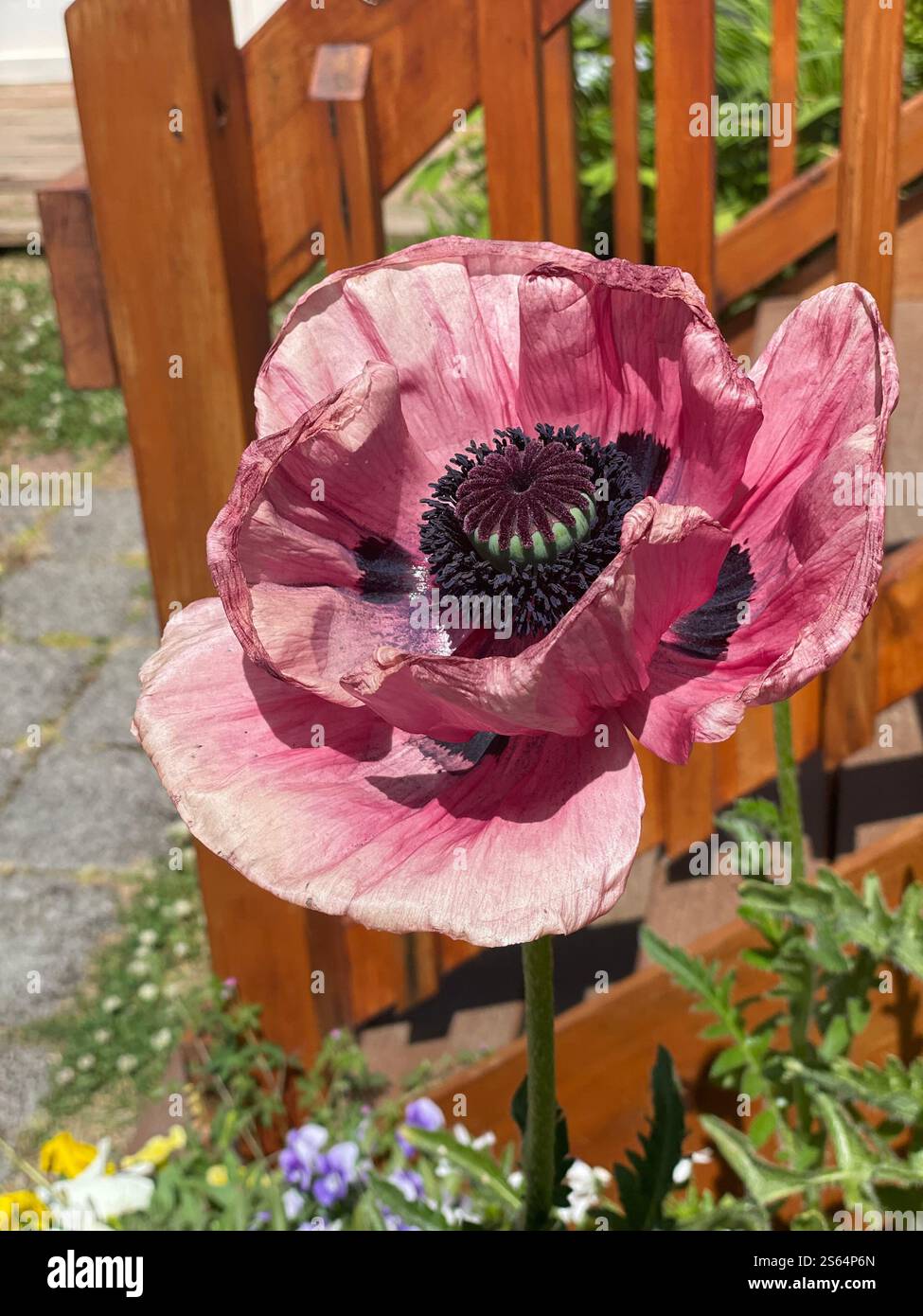 Delicate pink petals of a large pink Oriental poppy flower unfurl ...