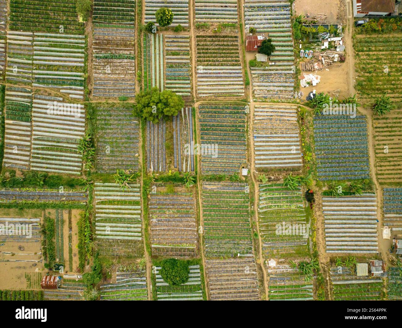 Vegetable plantations in the Bedugul area of Bali, Indonesia. Near ...
