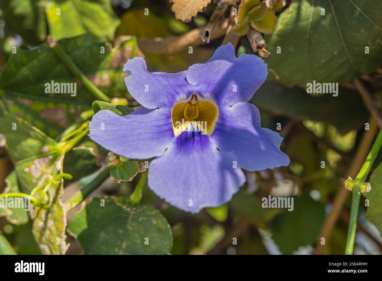 Santa Cruz La Laguna, Solola, Guatemala. Flower of the blue trumpet ...