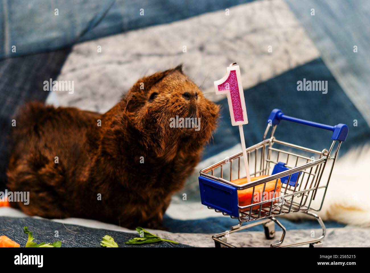 Brown Peruvian guinea pig next to shopping cart with birthday candle ...