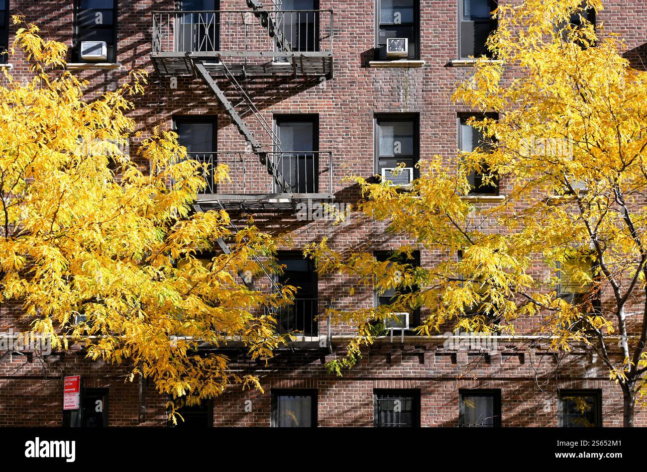 Golden Fall Foliage against a brick apartment building in Manhattan, NY ...