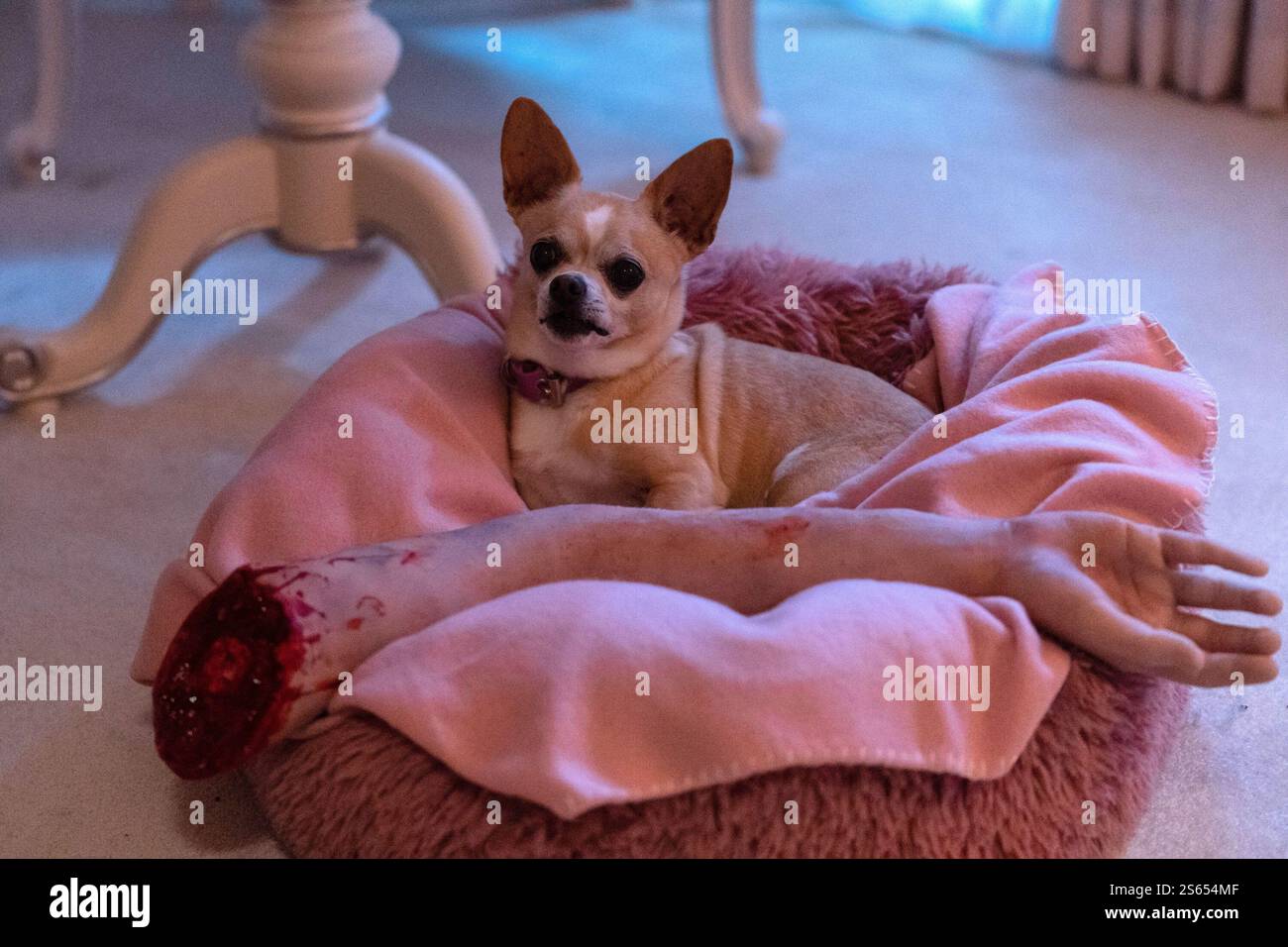 GRAFTED, 2024. ph: Matt Grace / © (Yet) Another Monster Company ...