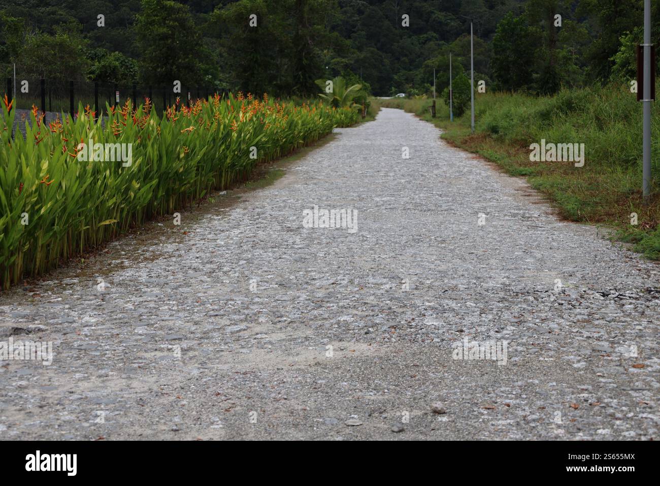 Asphalt road between tropical trees hi-res stock photography and images - Alamy