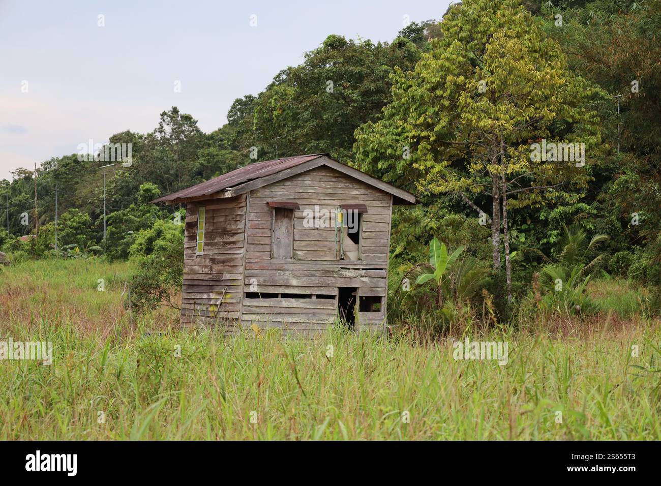 abandoned derelict rural farm building tips to one side overgrown by ...