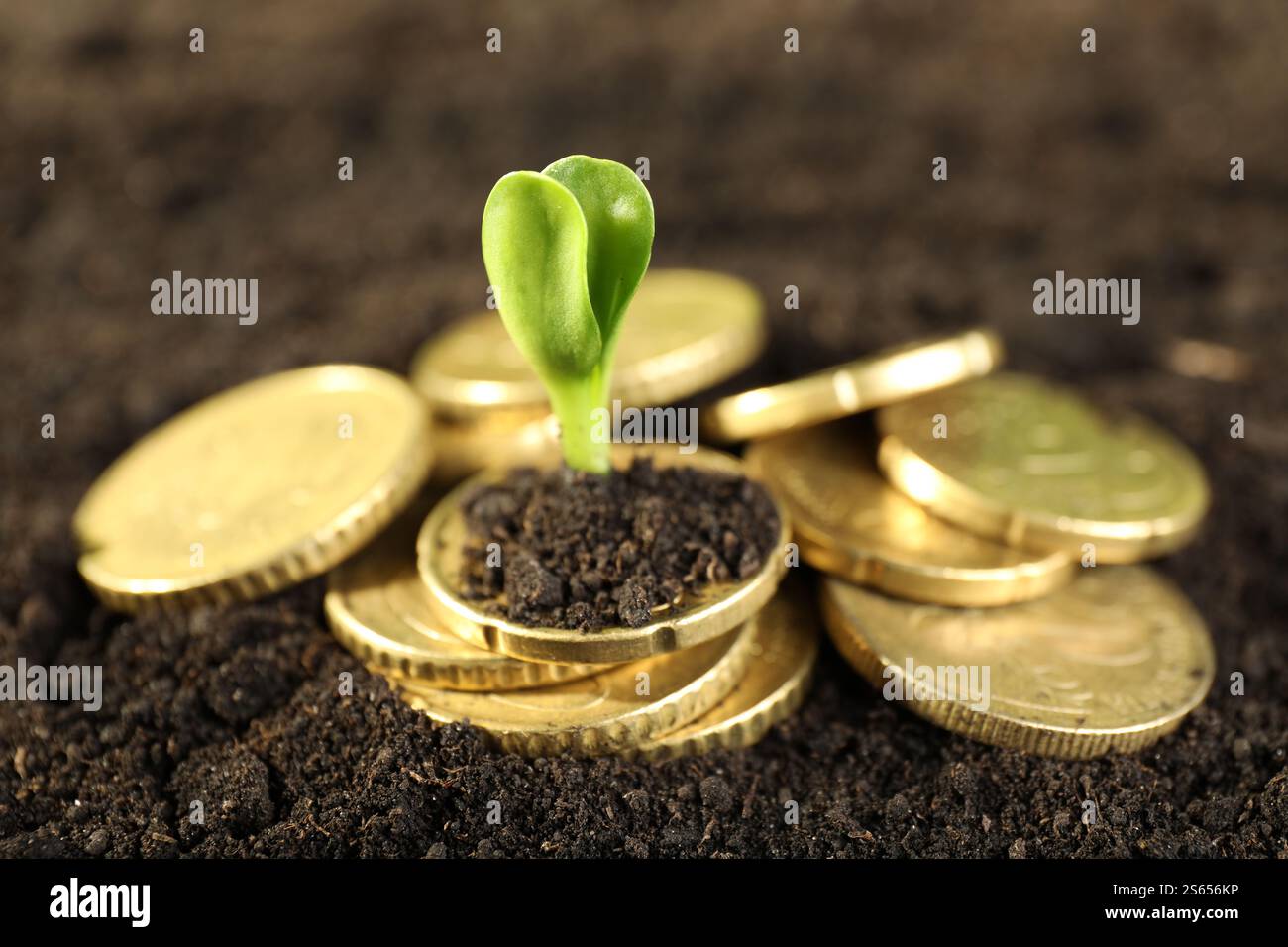 Coins with green plant on soil, closeup. Money growth concept Stock ...