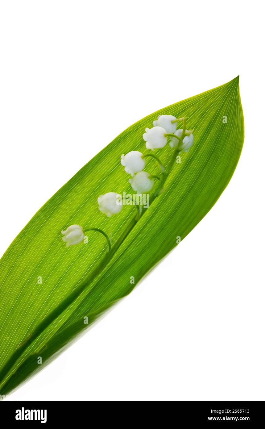 May white bells. Lilies of the valley flowers isolated on white ...