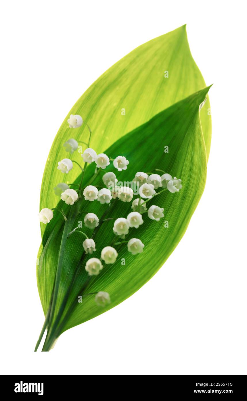 Lilies of the valley flowers isolated on white background.White May ...