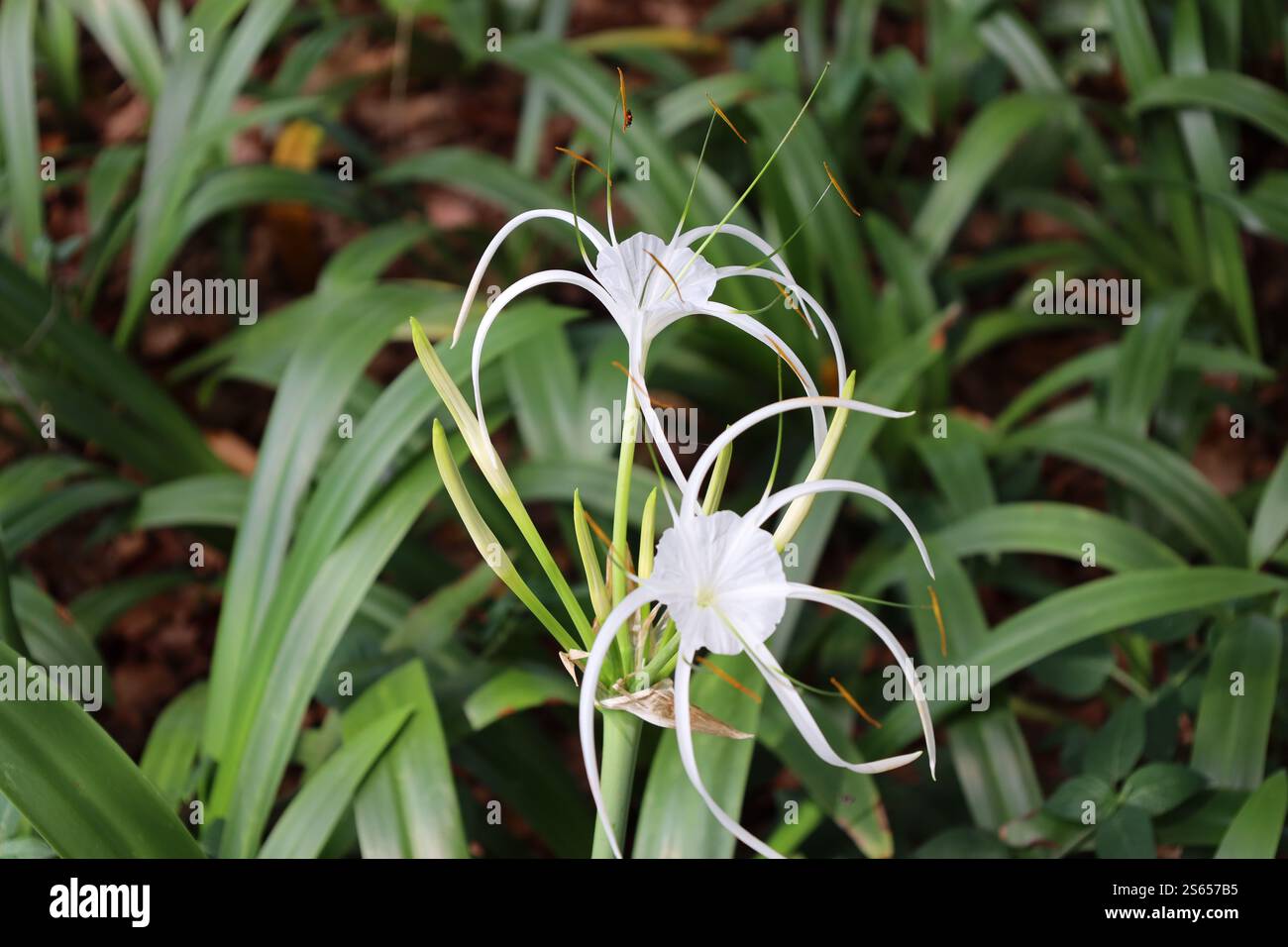 two white blossoms with long slender drooping petals and long upright ...