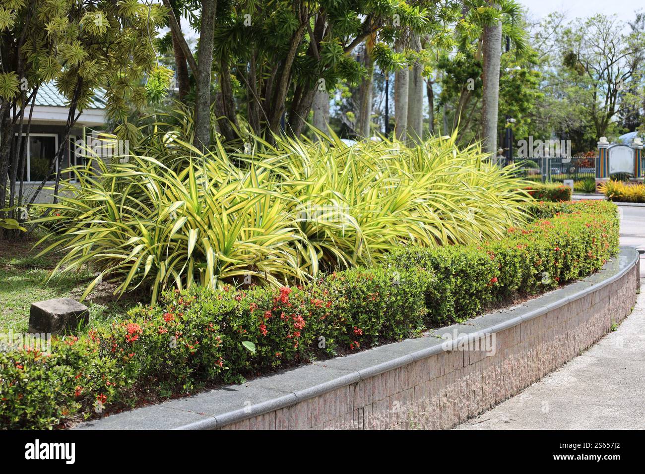 large yellow green bushes dominate roadside landscaping planter Stock ...