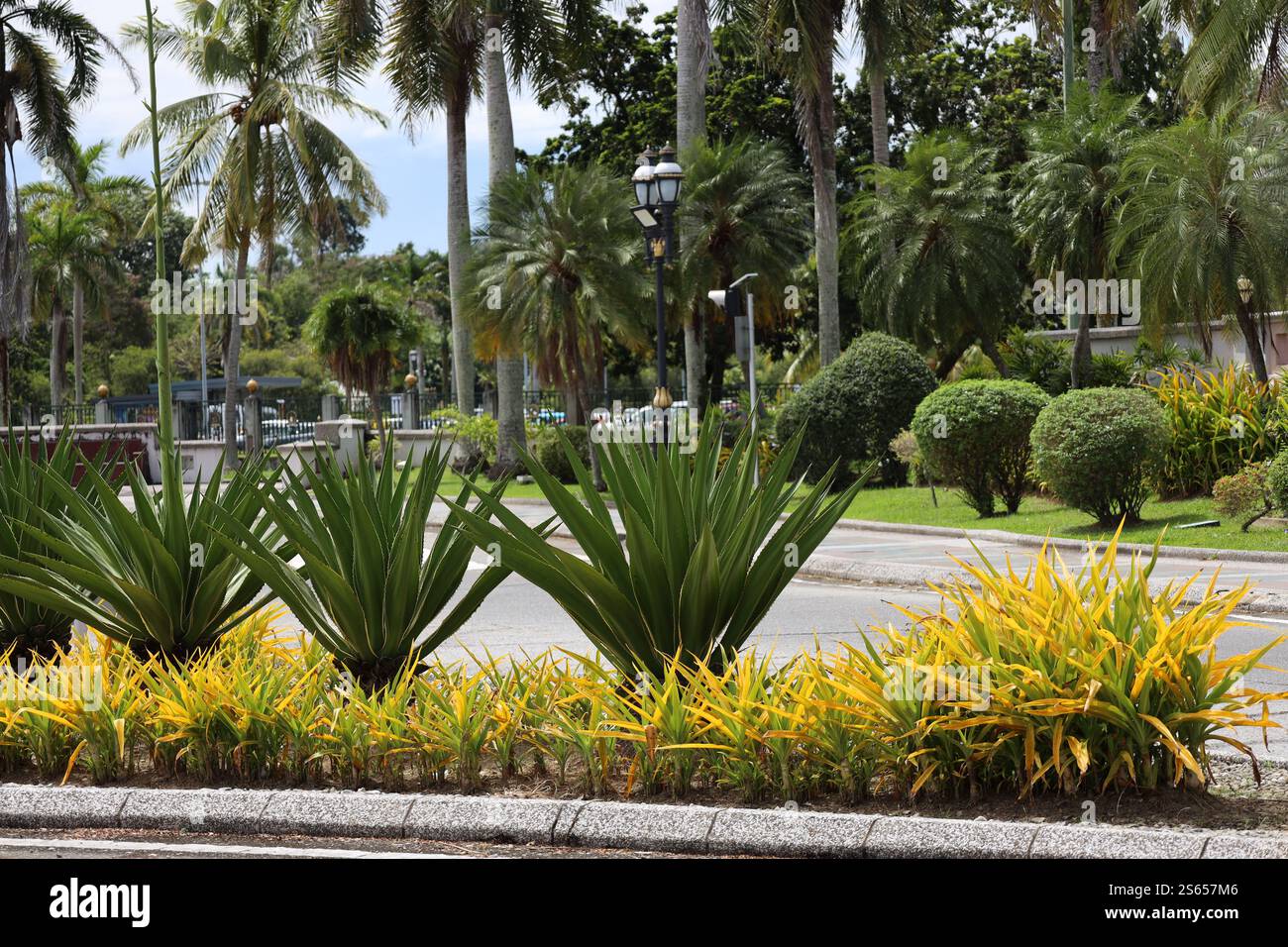 colorful roadside landscaping with assorted plants and bushes Stock ...