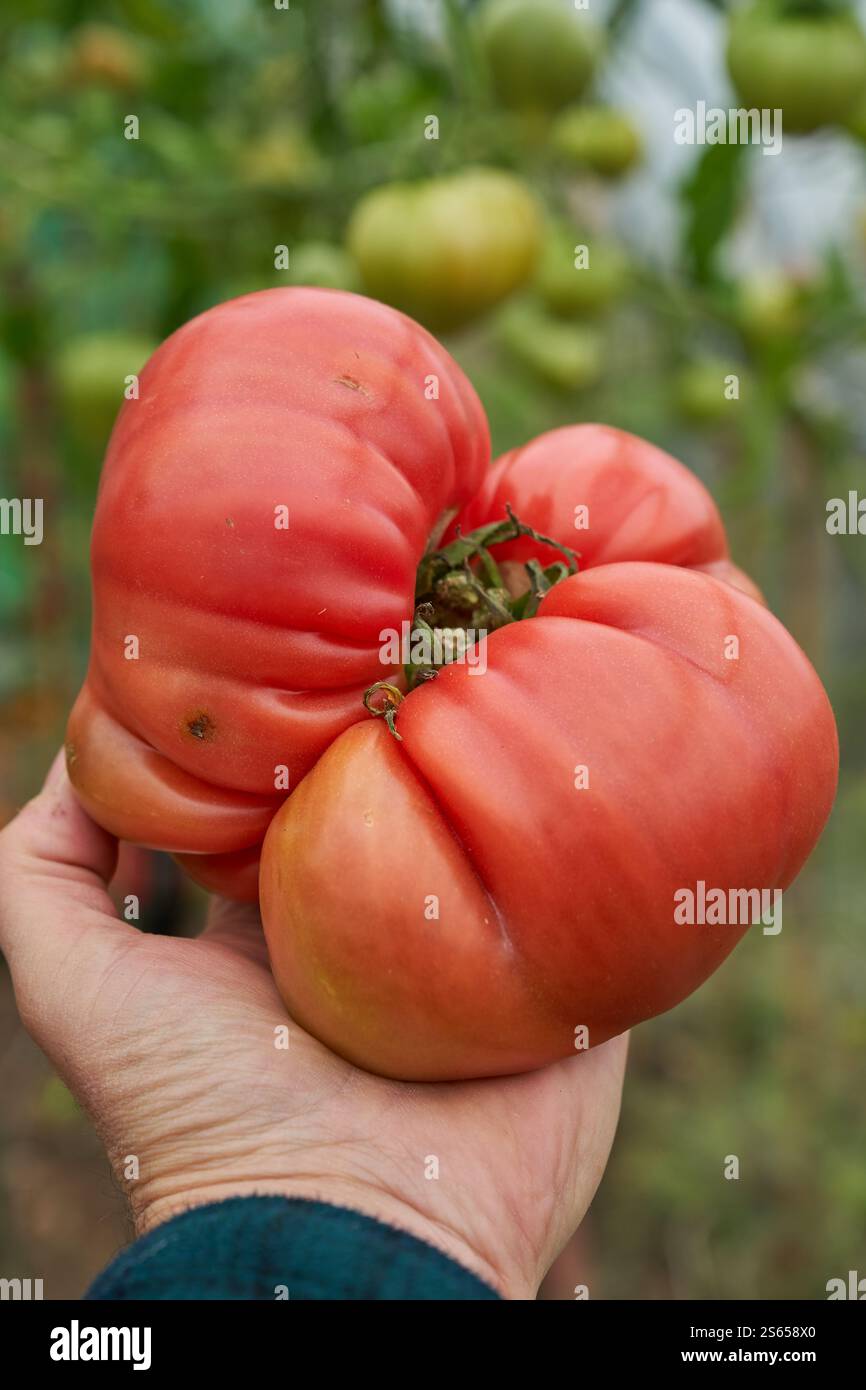 Red tomatoes man holding hand, green greenhouse background Stock Photo ...