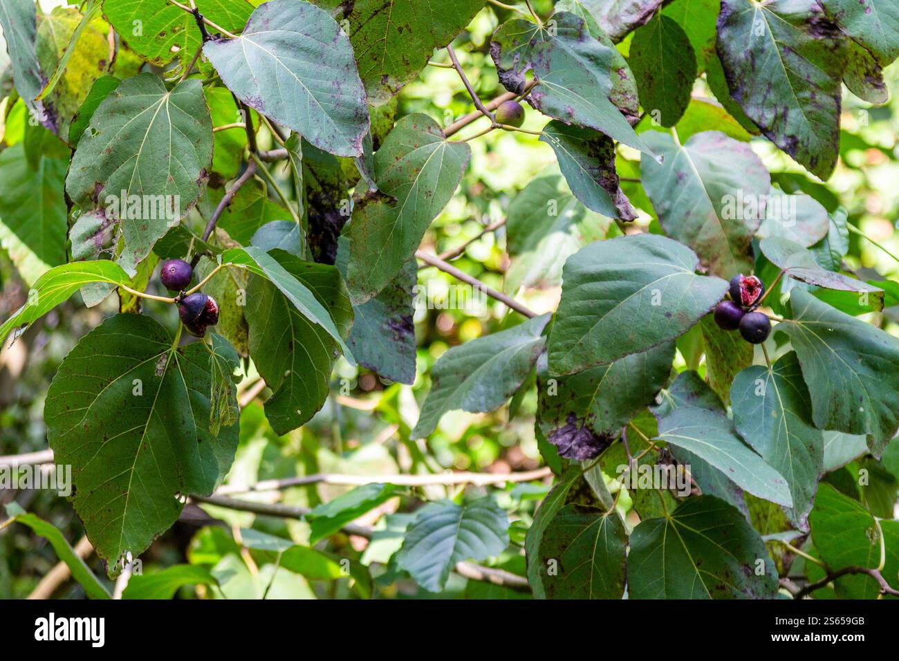 travel to Georgia - ripe fig fruits on trees in mountain forest in ...