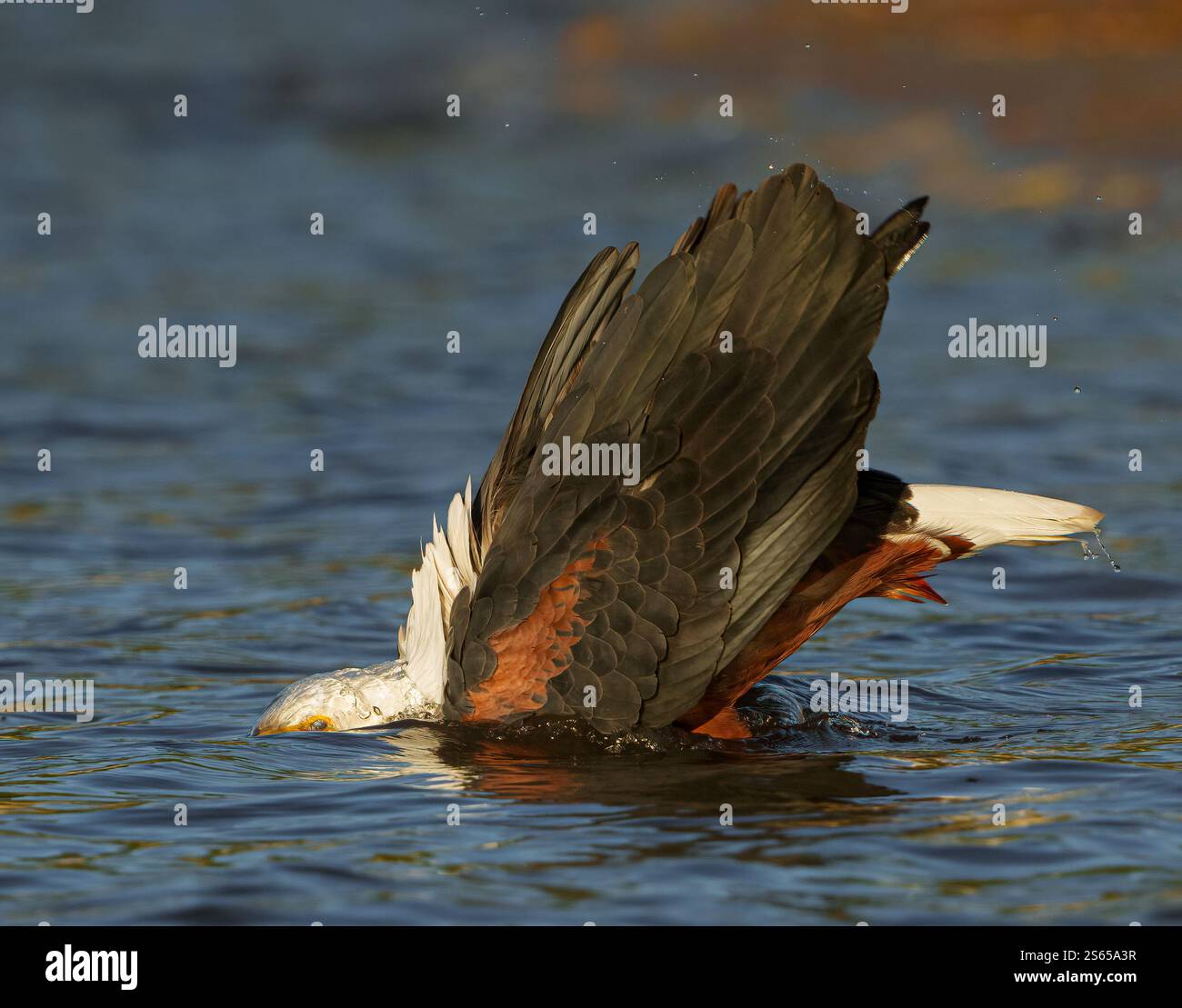 African sea eagle african fish eagle hi-res stock photography and ...