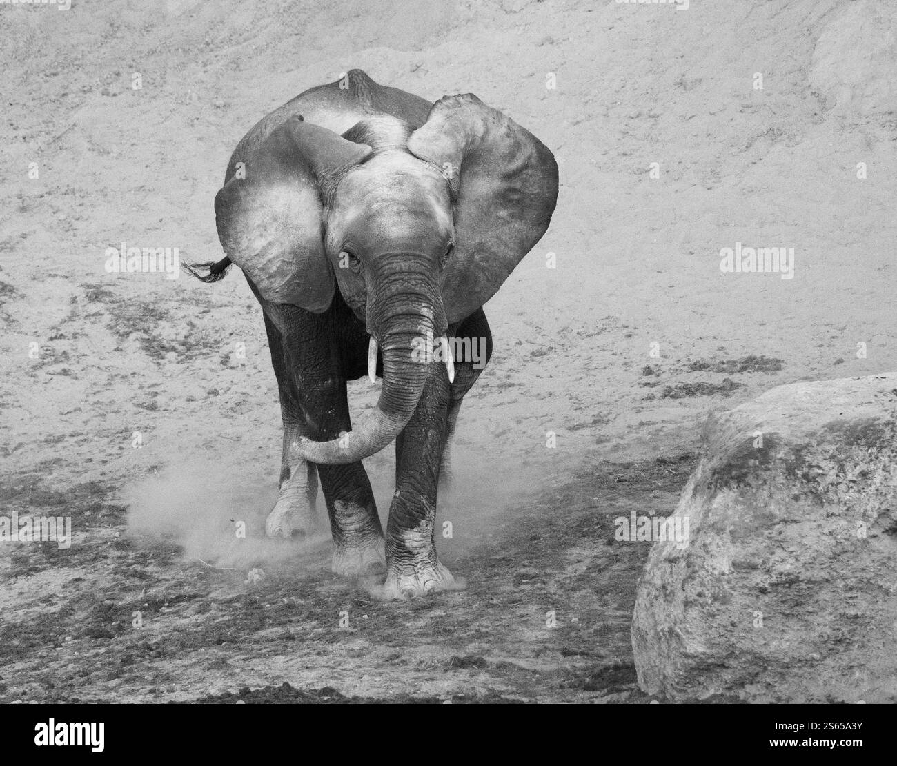 Young elephant running on riverbank of Chobe river, black and white ...