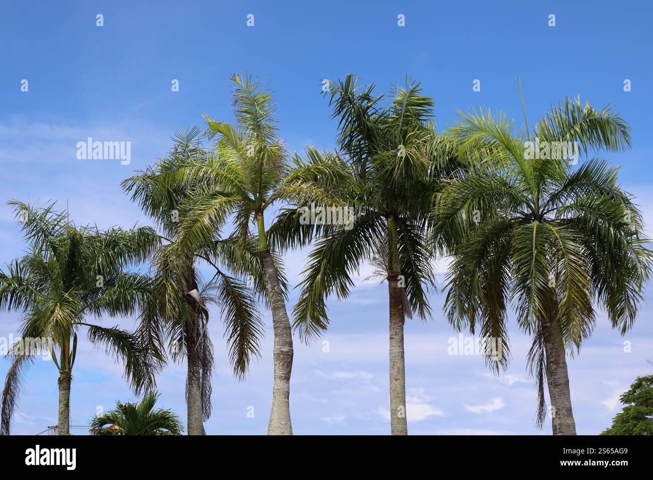 Tall beach palm trees hi-res stock photography and images - Alamy