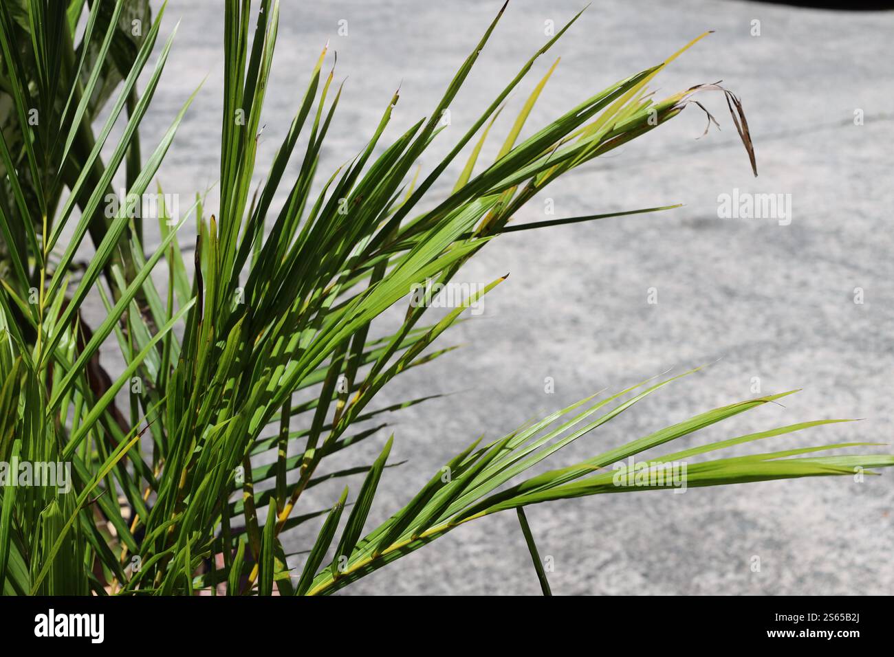 Plants with pointed leaves hi-res stock photography and images - Alamy
