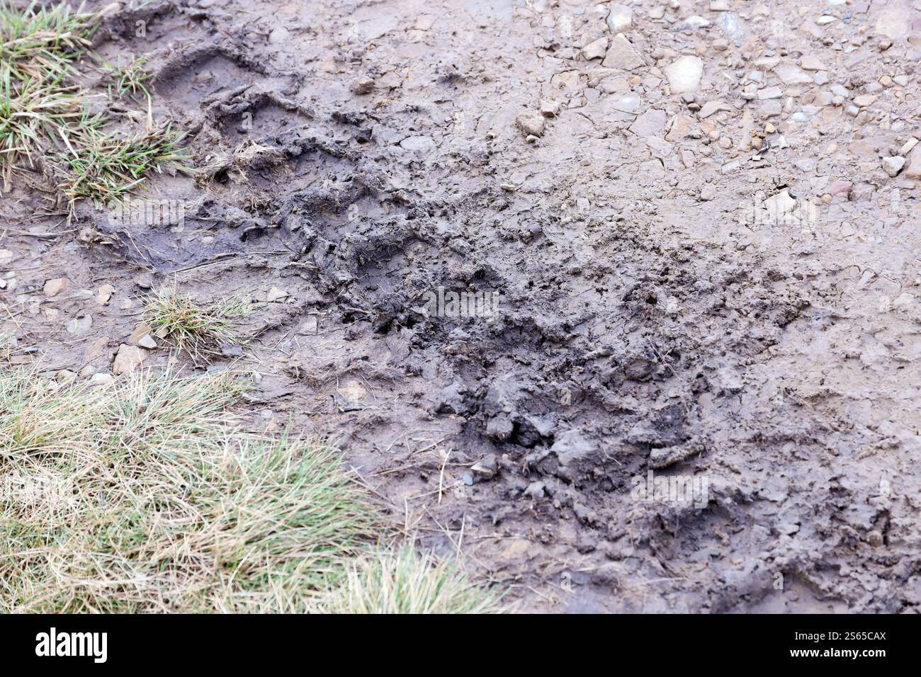 Wheel track on mud. Traces of a tractor or heavy off-road car on brown ...