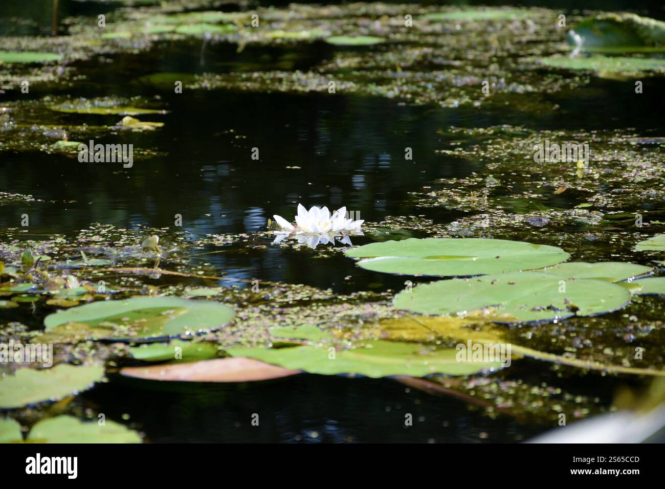 Beautiful white lotus flower and lily round leaves on the water after ...