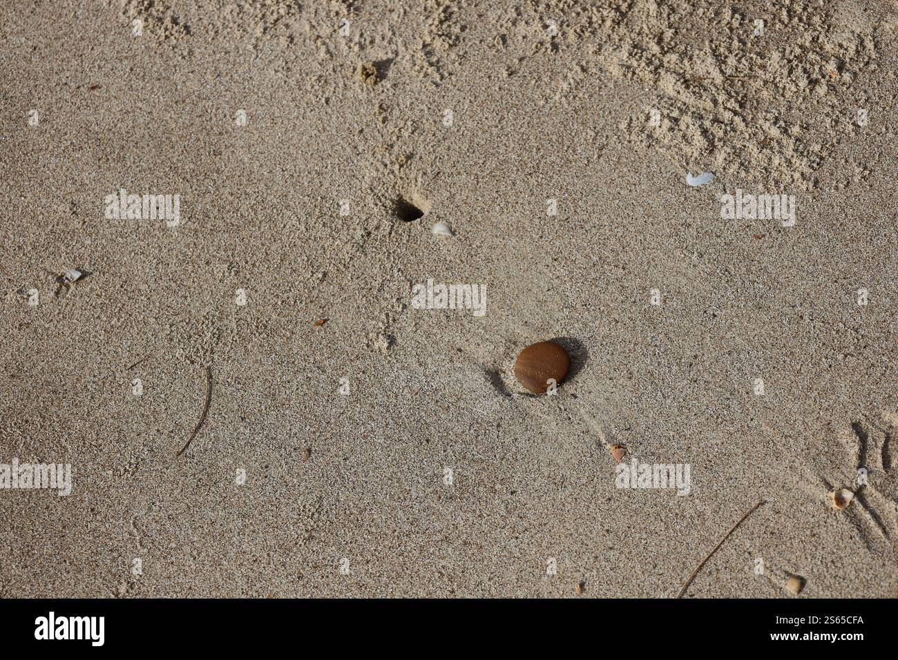 Coarse sole hi-res stock photography and images - Alamy