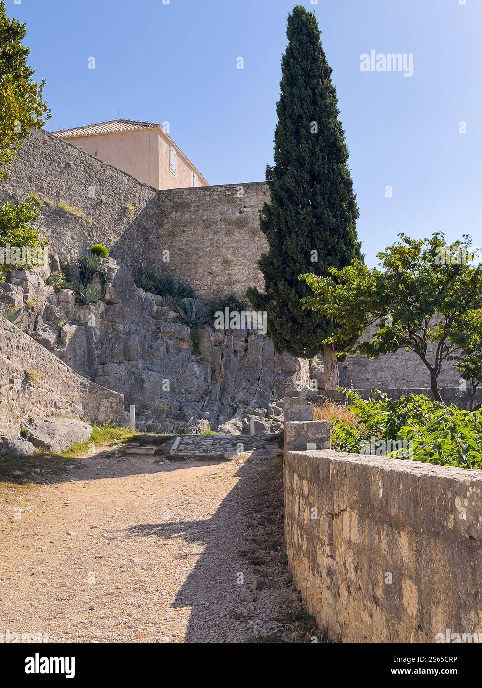 Split, Croatia - July 1, 2024: Klis Fortress, Big Italian cypress tree ...