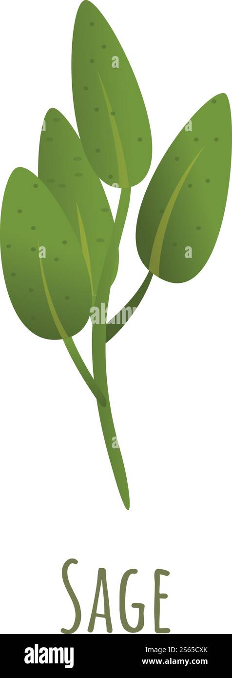 Sage plant icon. Cartoon of sage plant vector icon for web design ...