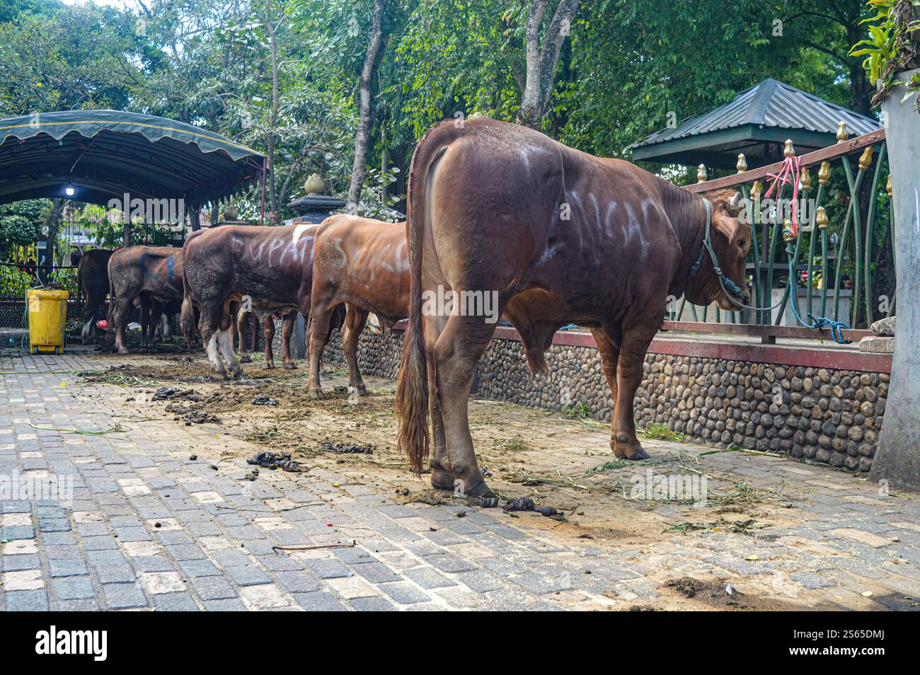 sacrificial cow belonging to the Tulungagung city government during Eid ...