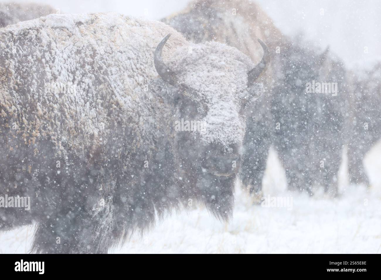 American Bison buffalo in a snow storm Stock Photo - Alamy
