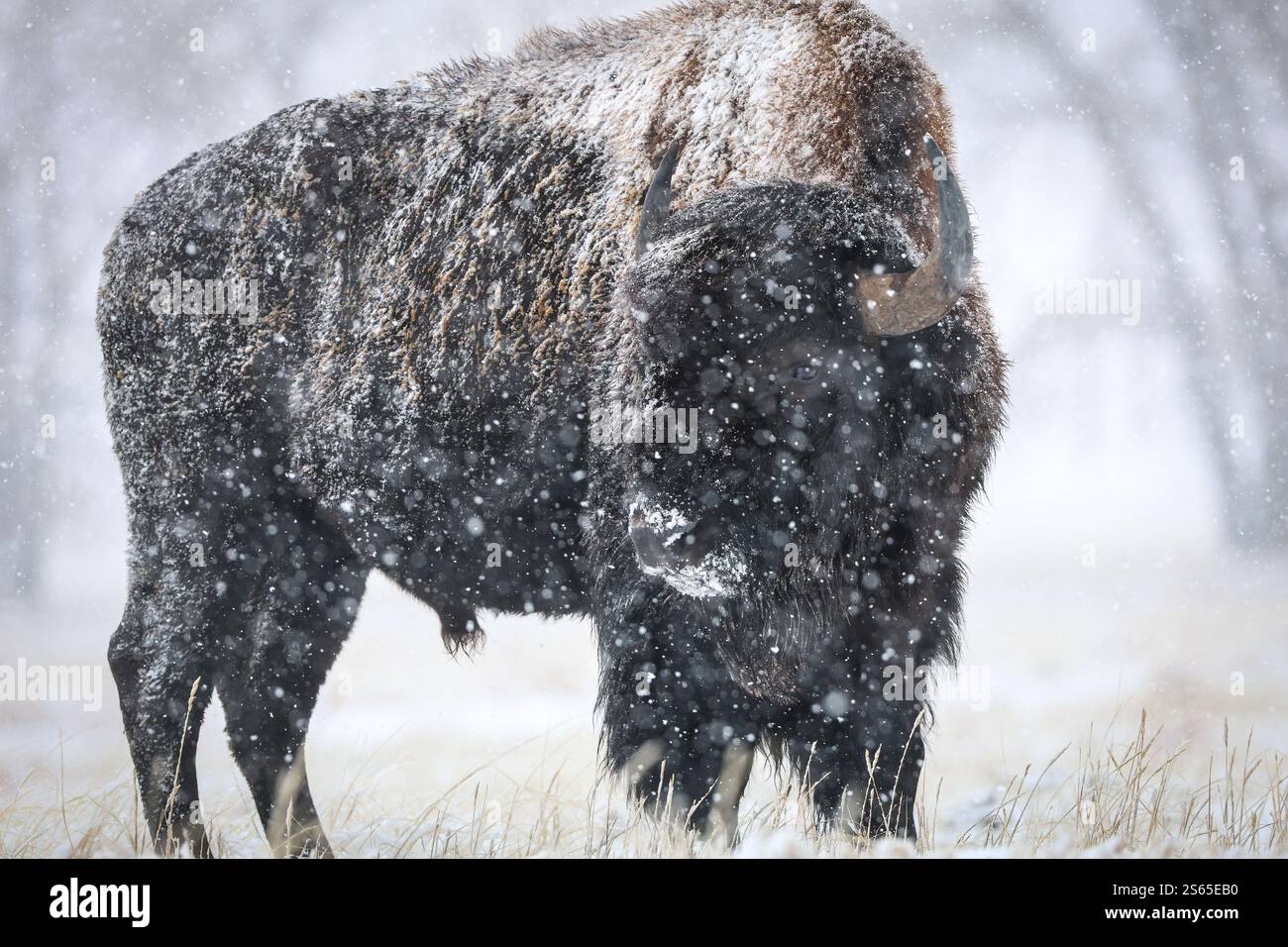 American Bison buffalo in a snow storm Stock Photo - Alamy