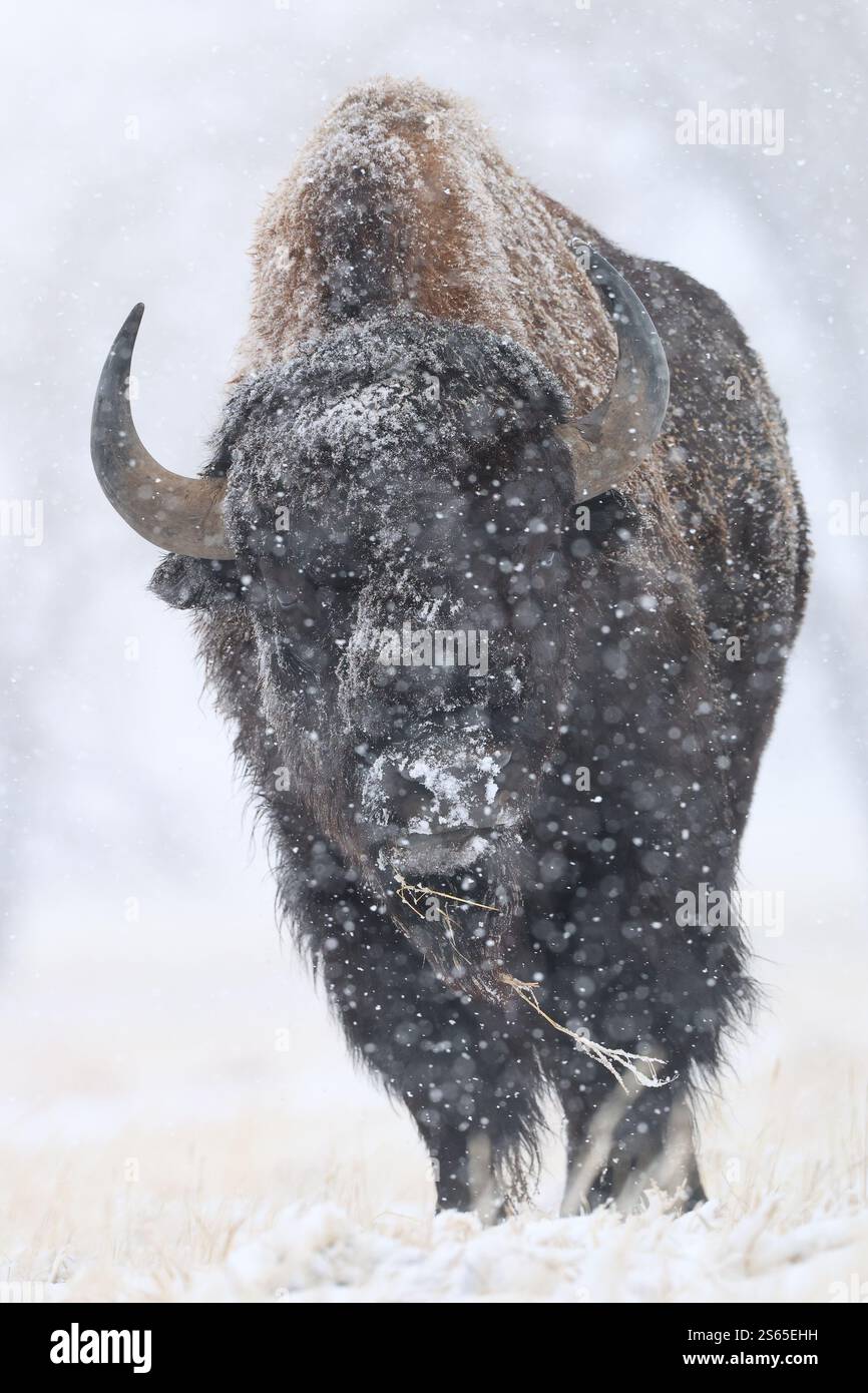 American Bison buffalo in a snow storm Stock Photo - Alamy