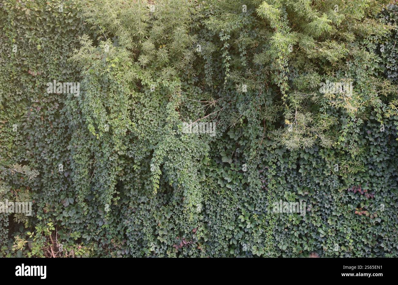 Old castle wall full of green ivy leaves in early autumn close up. Old ...