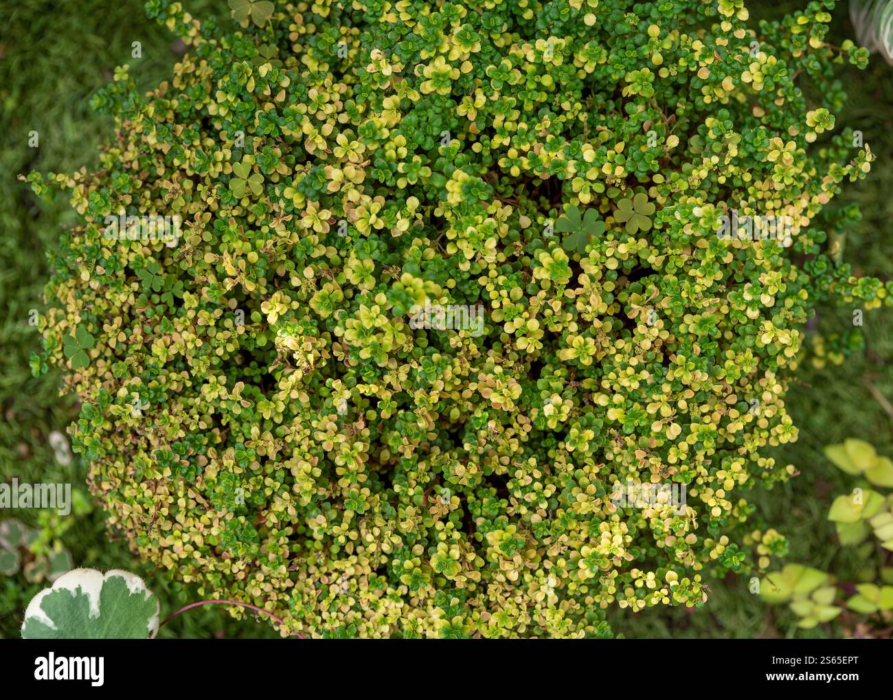 Top view of Pilea depressa variegata, showcasing its dense mat of tiny ...