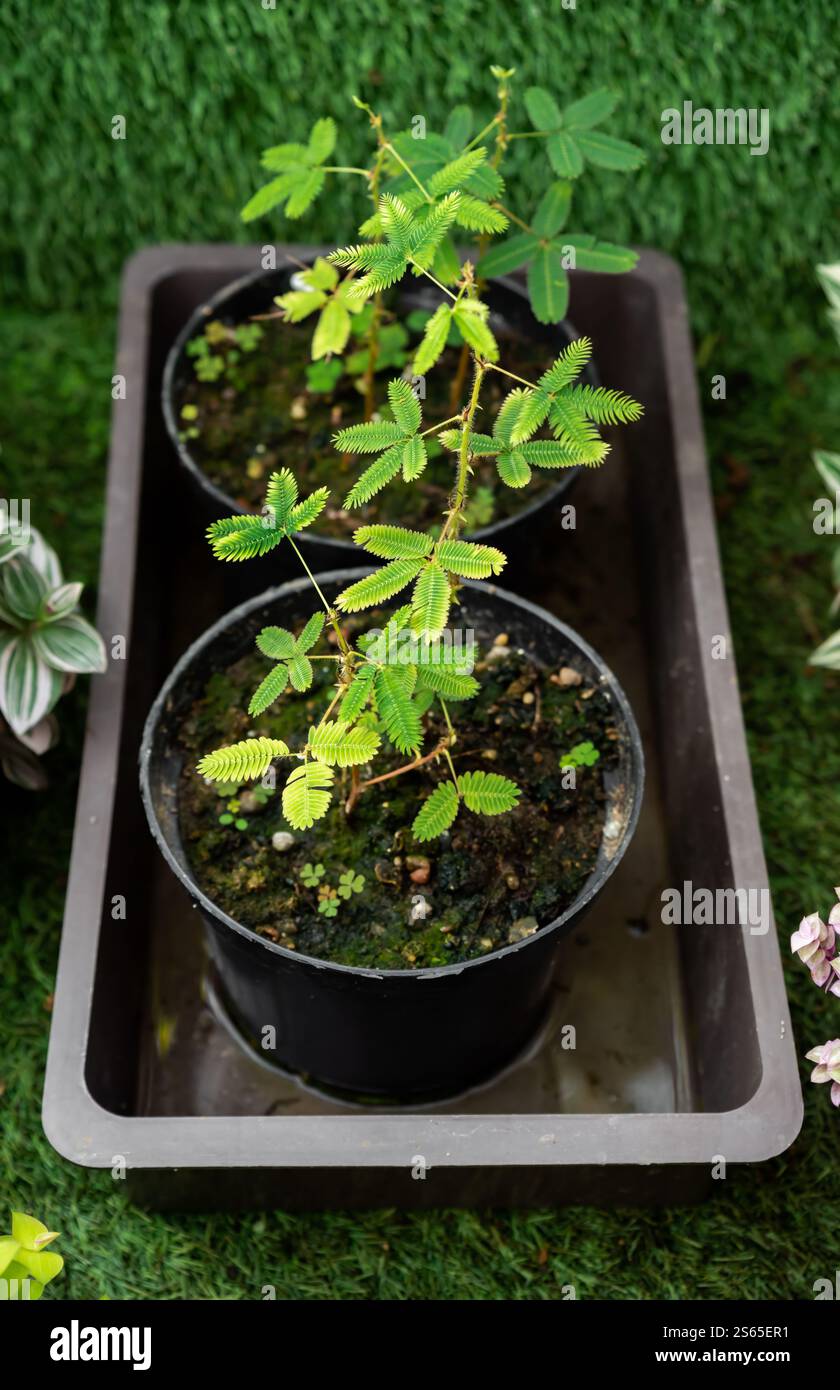Sensitive plant (Mimosa pudica) in black plastic pots placed in a tray ...