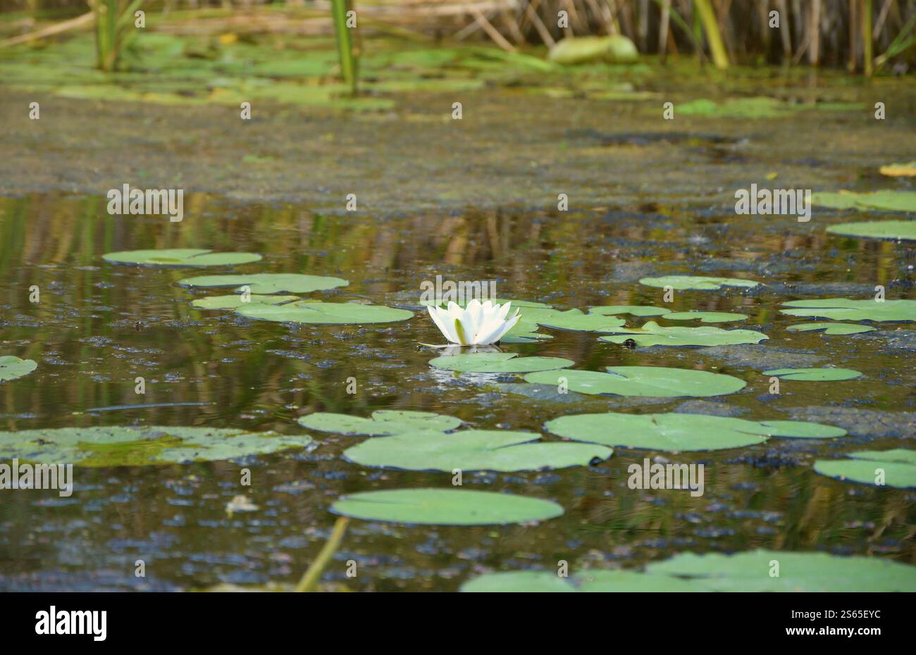 Beautiful white lotus flower and lily round leaves on the water after ...
