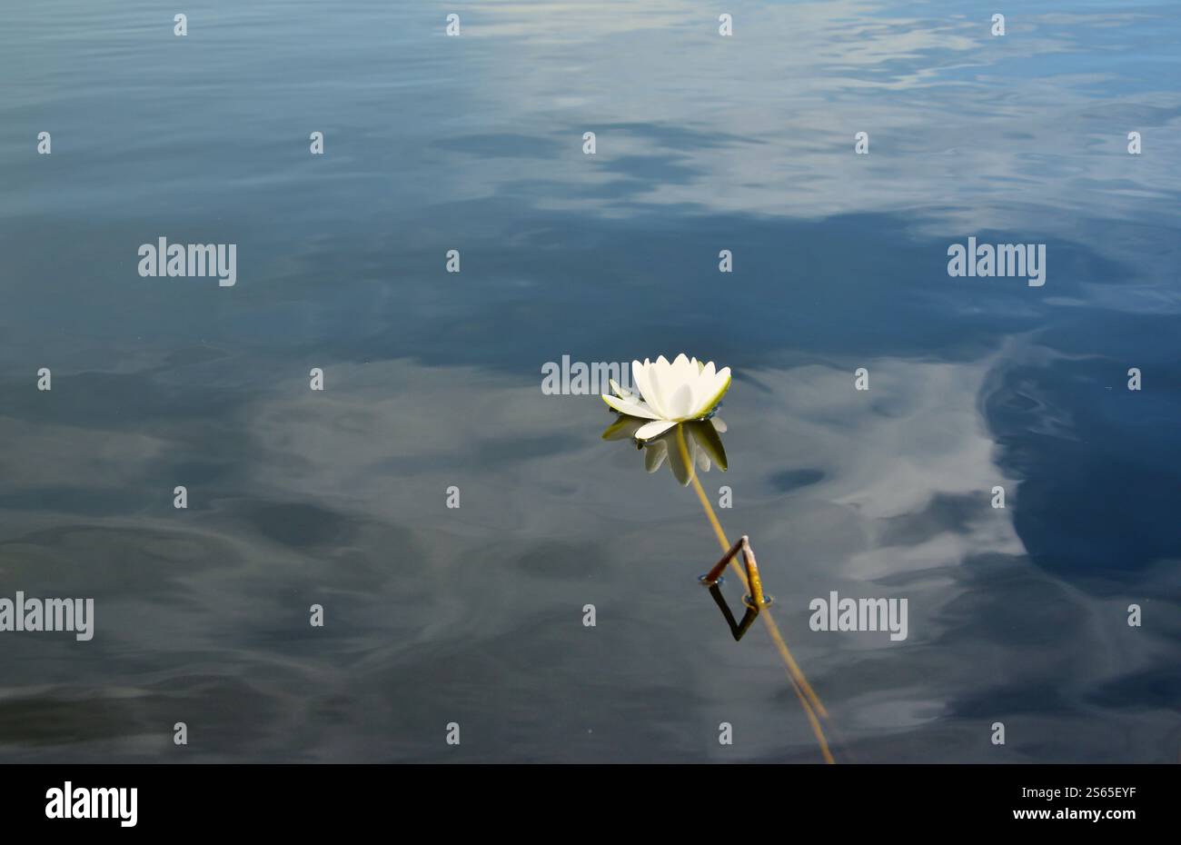 Beautiful white lotus flower and lily round leaves on the water after ...