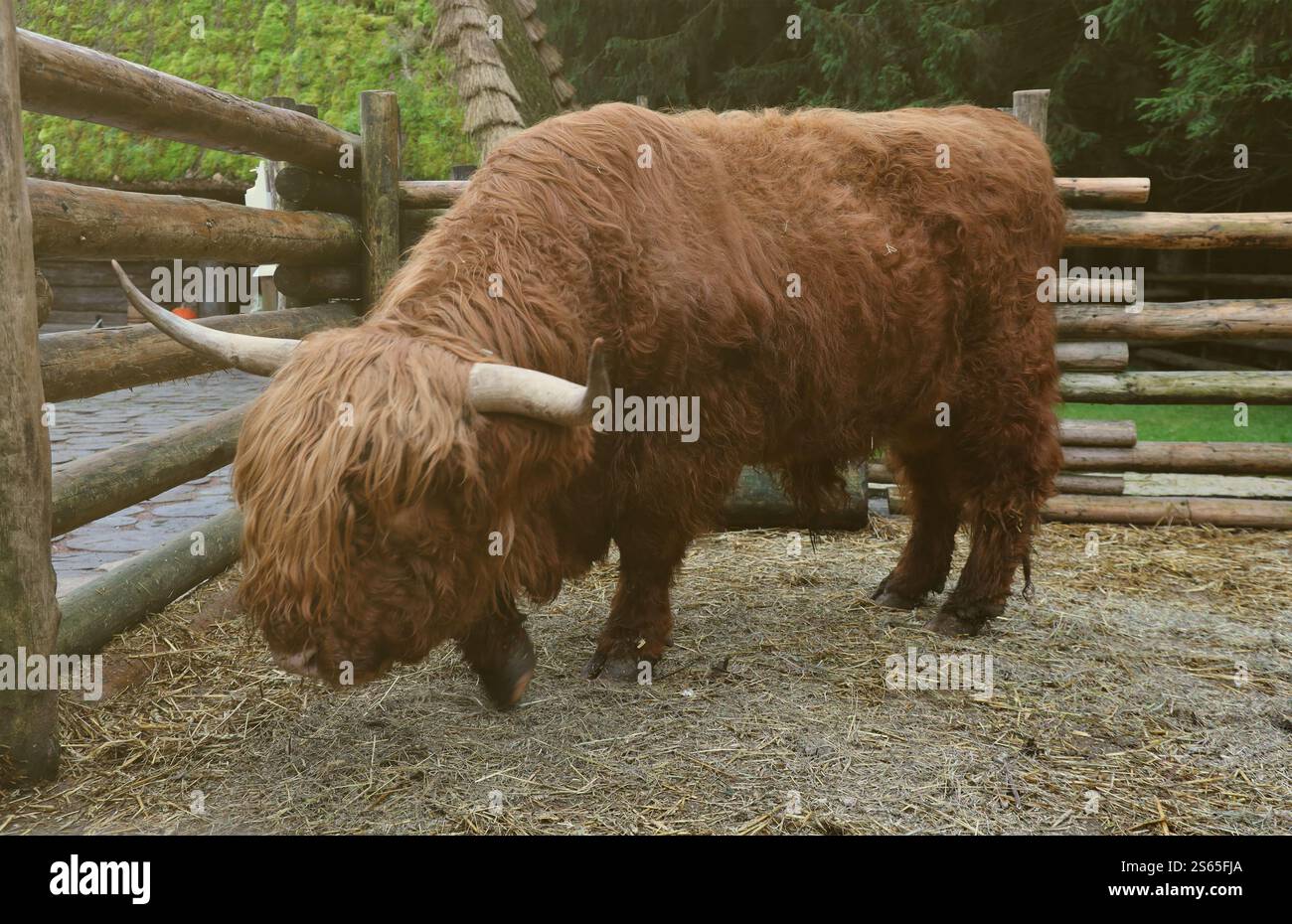 Long horns and a long shaggy coat beef cattle close up. Long horns and ...