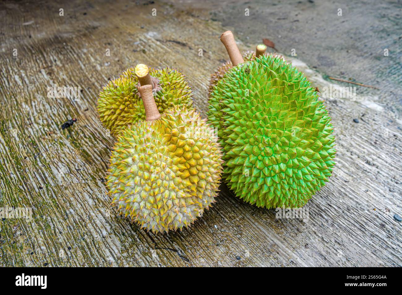 several small and large green durians. Indonesian native fruit Stock Photo - Alamy
