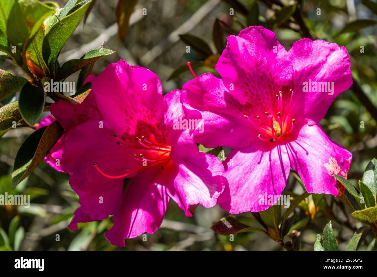 Details of pink royal azalea. Rhododendron schlippenbachii (scientific ...