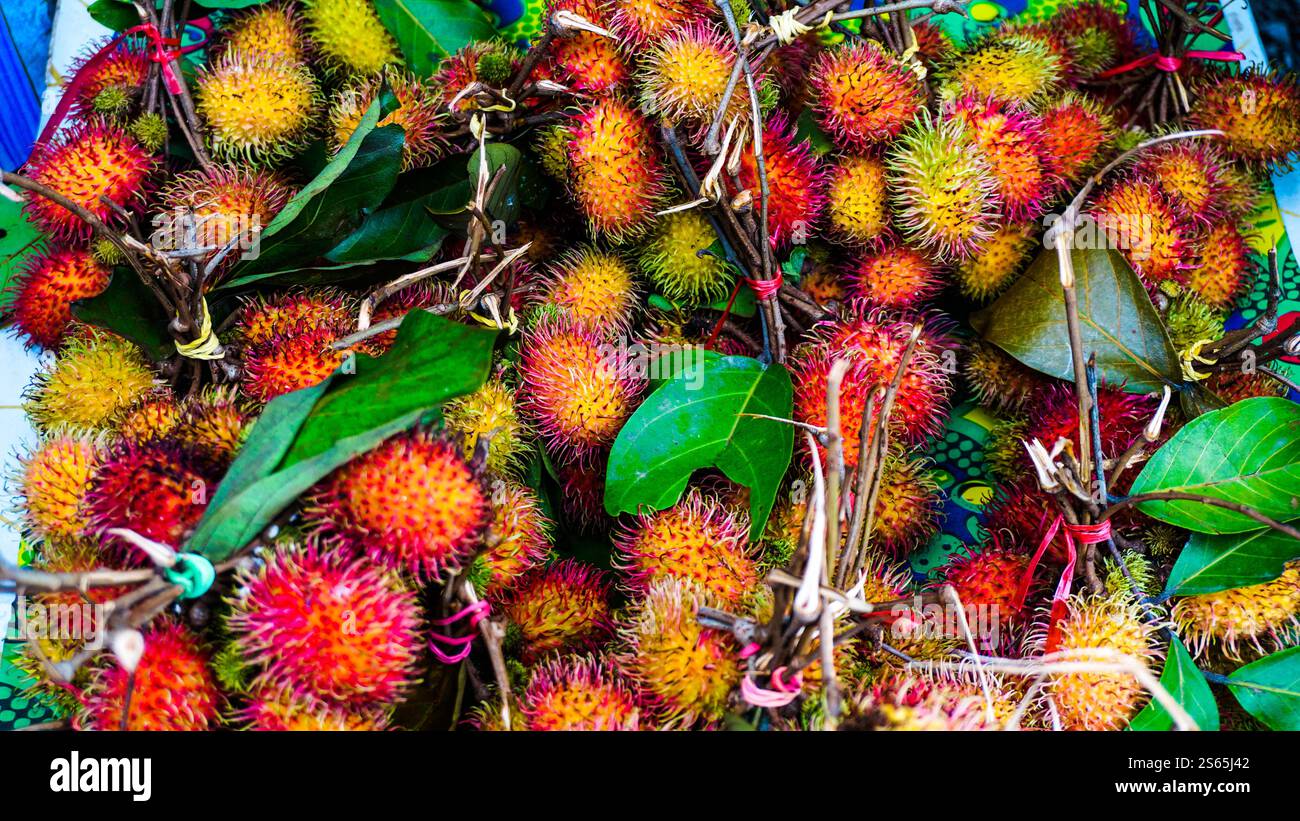 A vibrant display of fresh rambutans fruits with spiky red and yellow ...