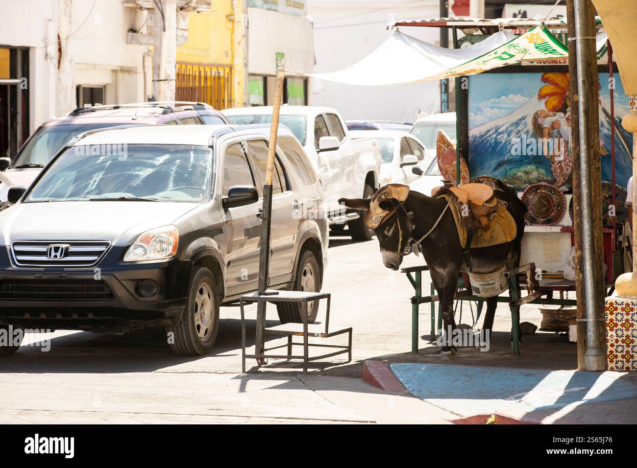 Heroica Nogales, Sonora, Mexico - May 29, 2022: A Burro wears a hat as ...