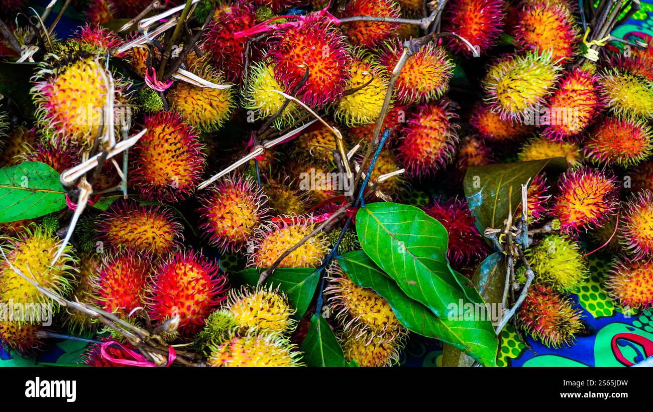 A vibrant display of fresh rambutans fruits with spiky red and yellow ...