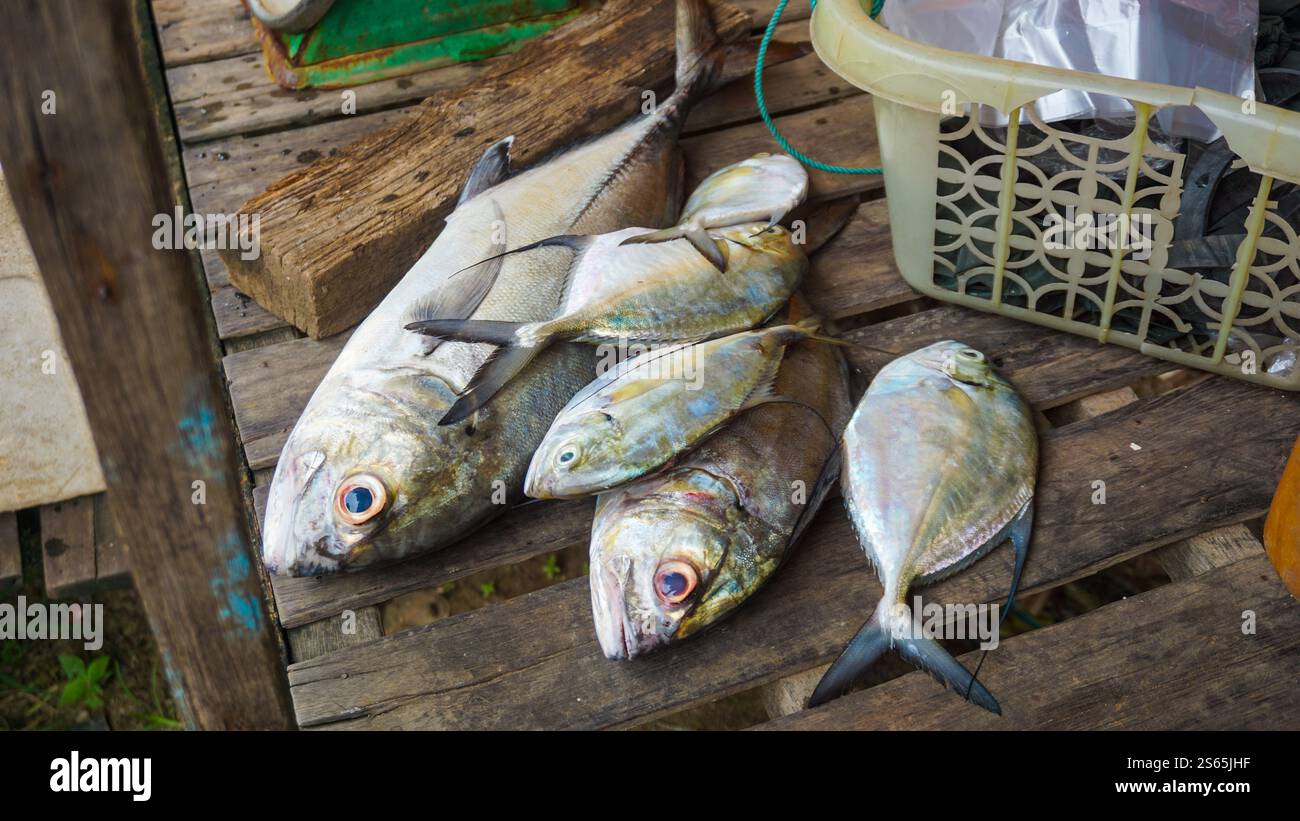 A collection of freshly caught fish displayed on a wooden surface. The ...