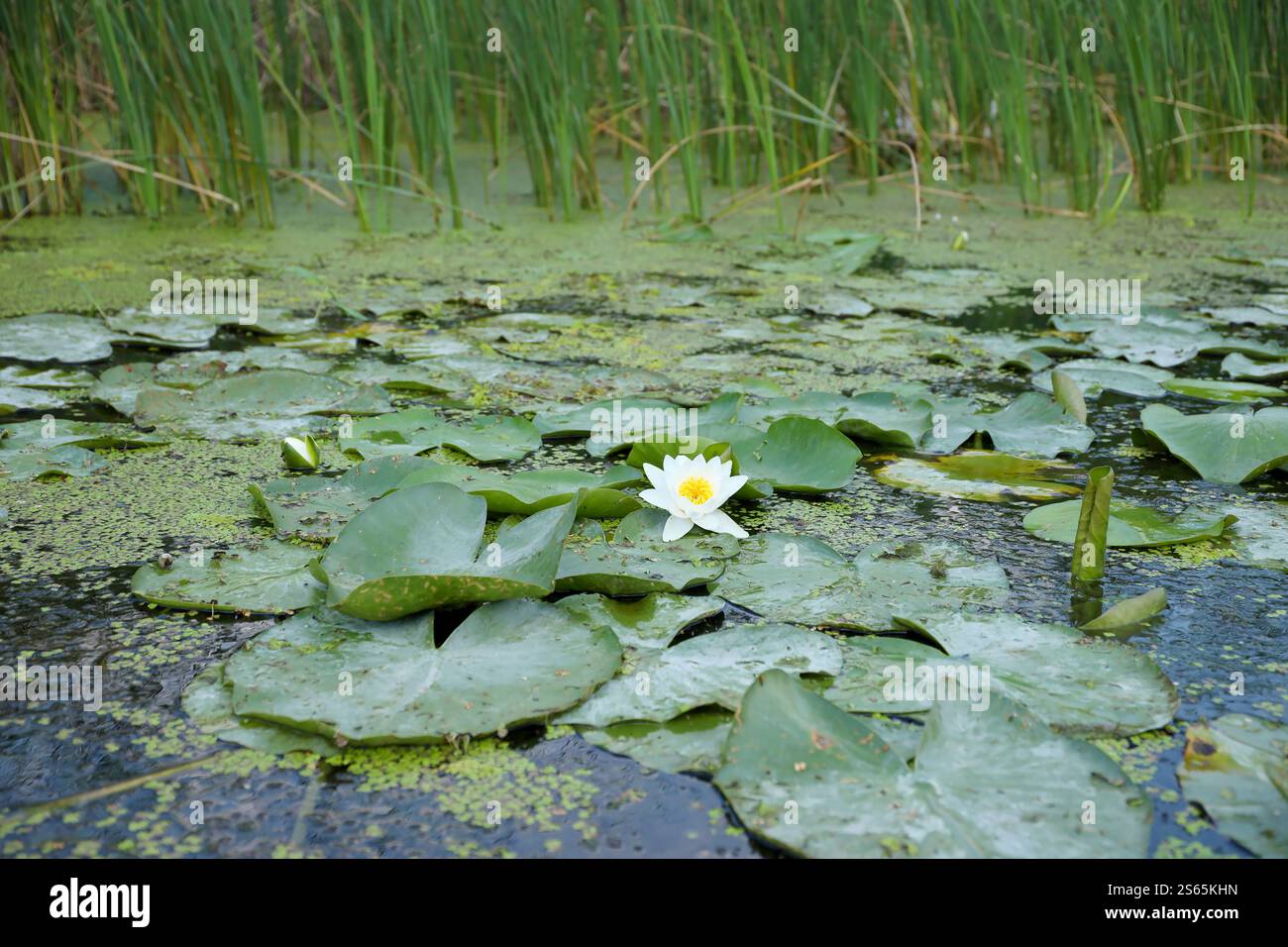 White lotus lily flower with yellow pollen and green round leaves on ...