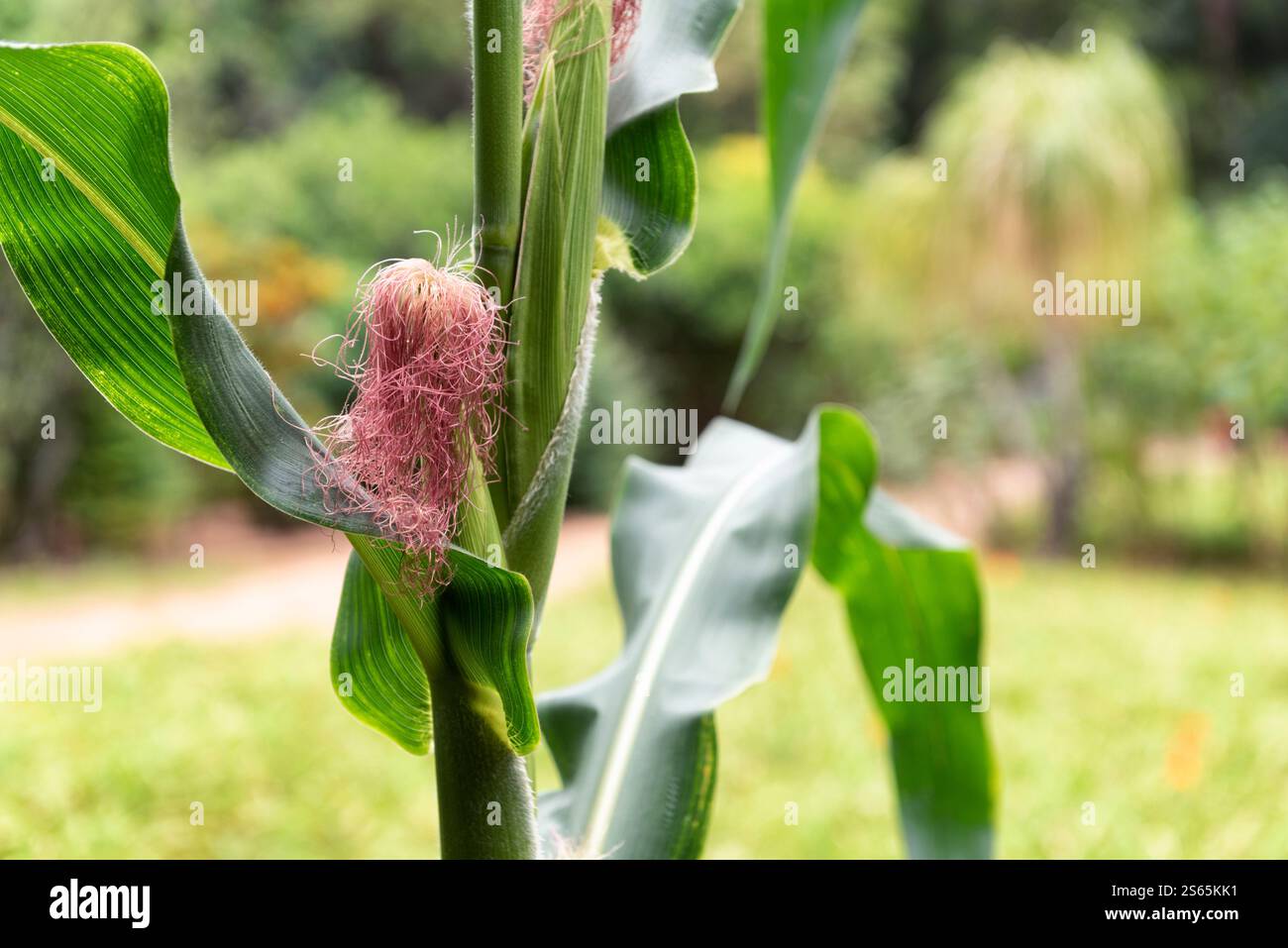 Corn with hair hi-res stock photography and images - Alamy